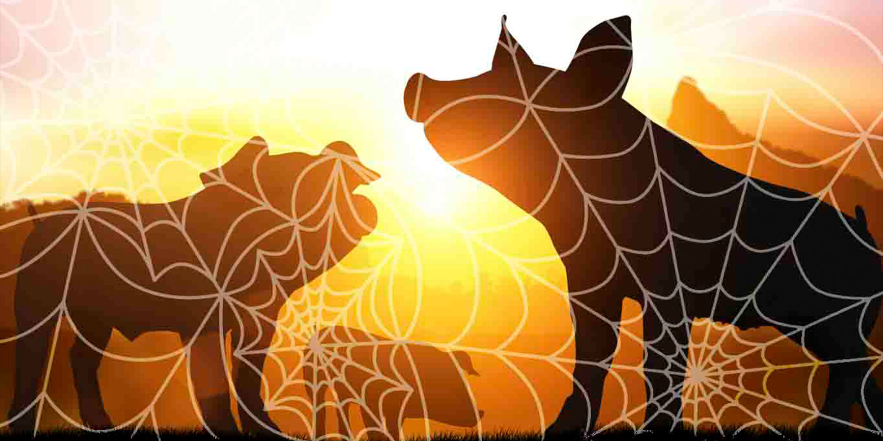 Charlotte S Web By E B White Soulveda